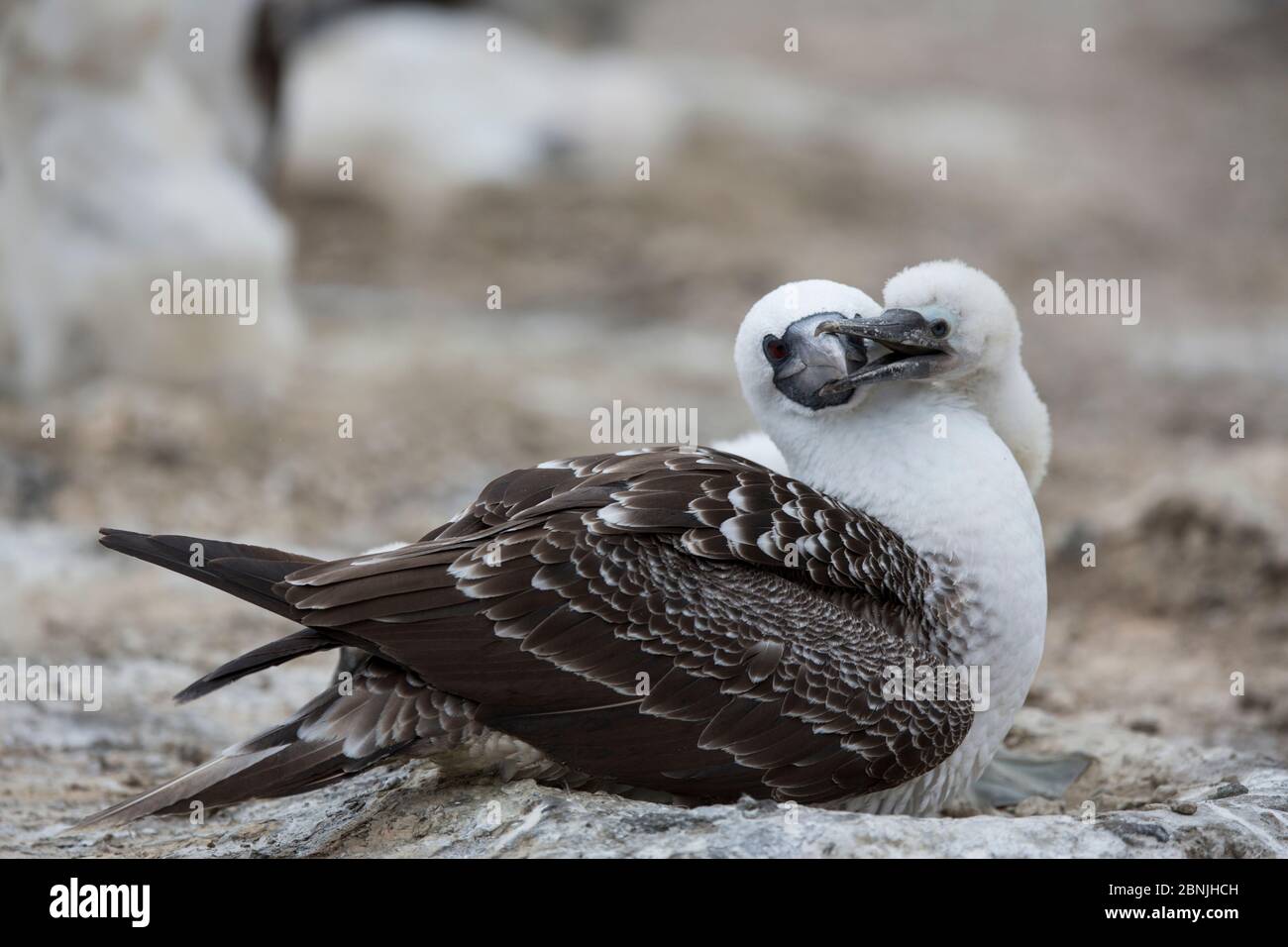 Peruvian booby (Sula variegata) with chick begging to be fed, guano island of Pescadores, Peru ...