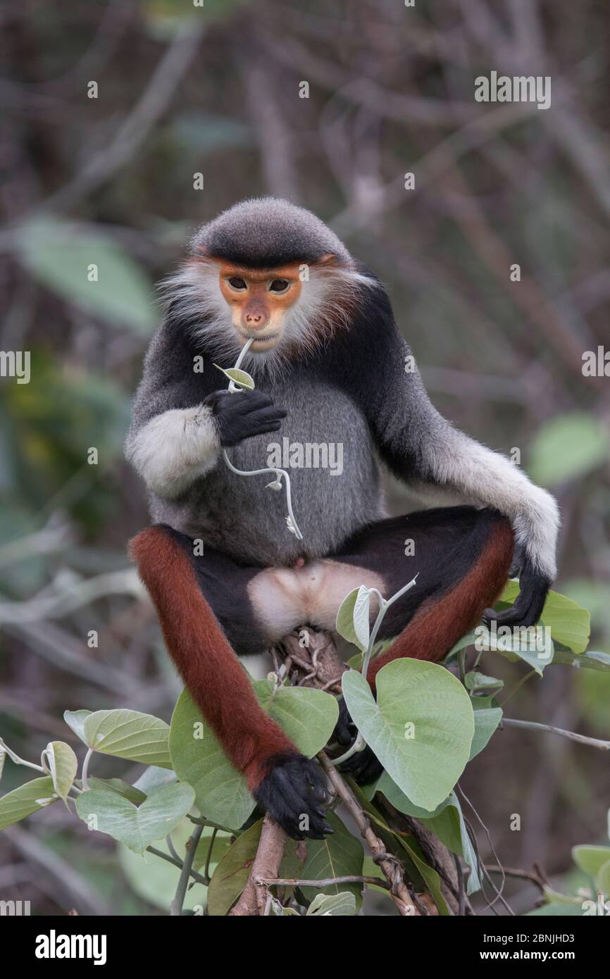 Red-shanked Douc langur (Pygathrix nemaeus) subadult male feeding on ...