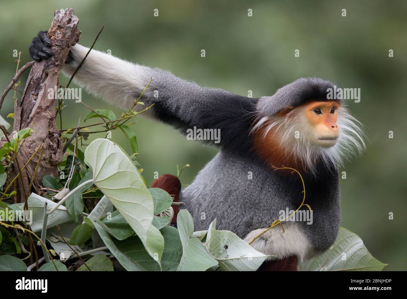 Red-shanked Douc langur (Pygathrix nemaeus) adult male sitting in ...