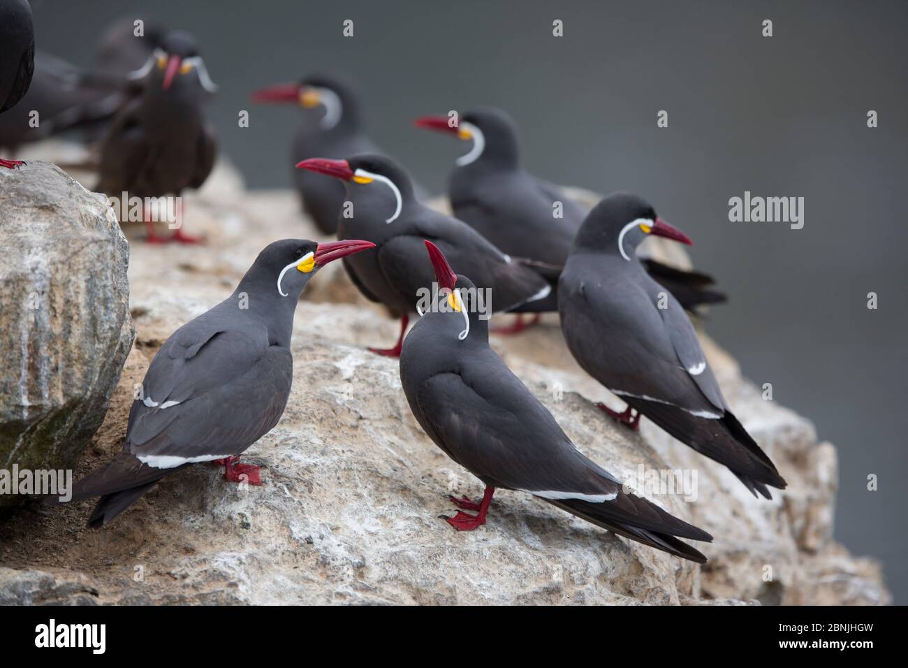 Inca tern (Larosterna inca) male and female pairs in courtship display ...