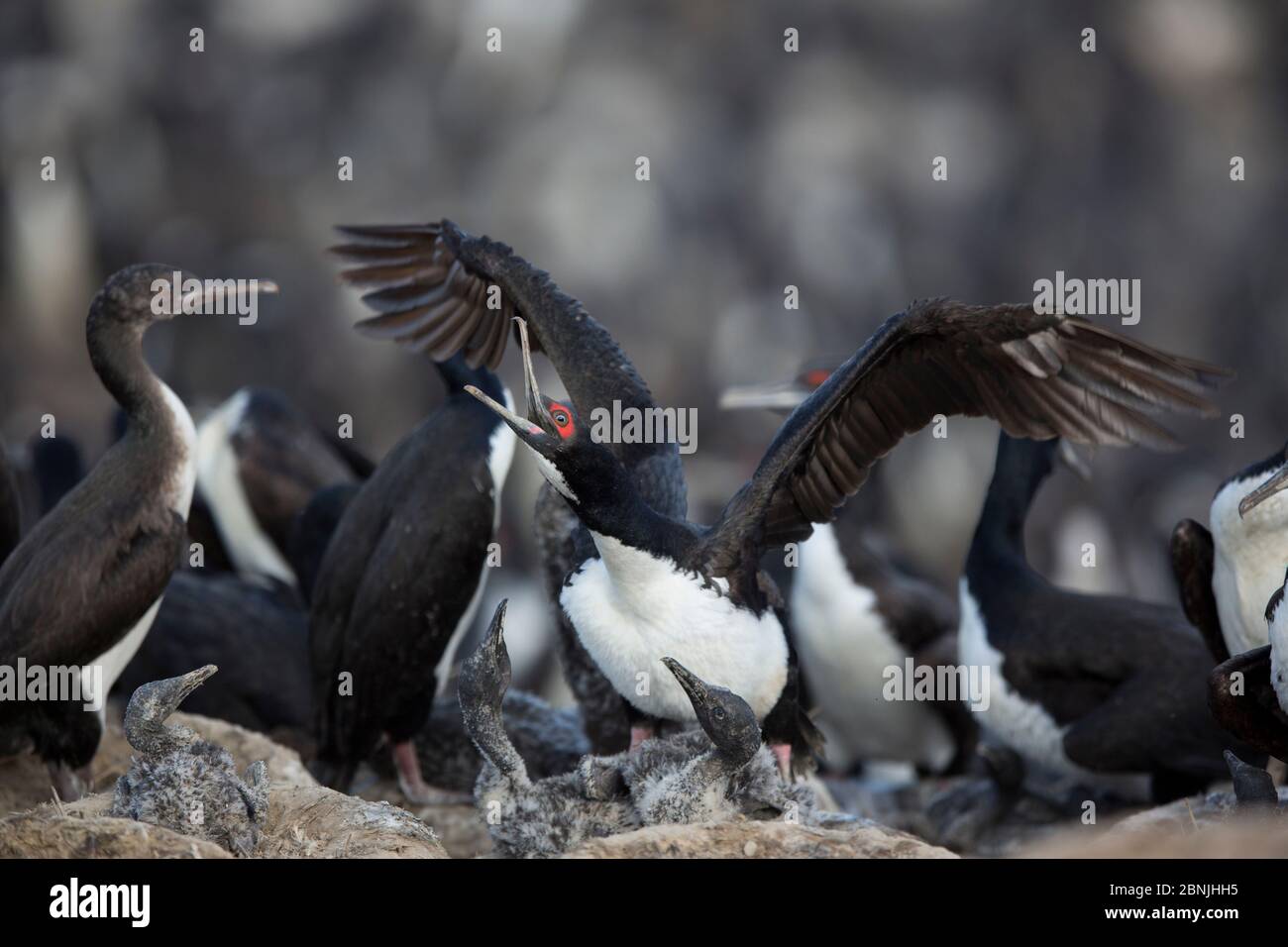 Guanay cormorant (Phalacrocorax bougainvillii) one defending nest from ...
