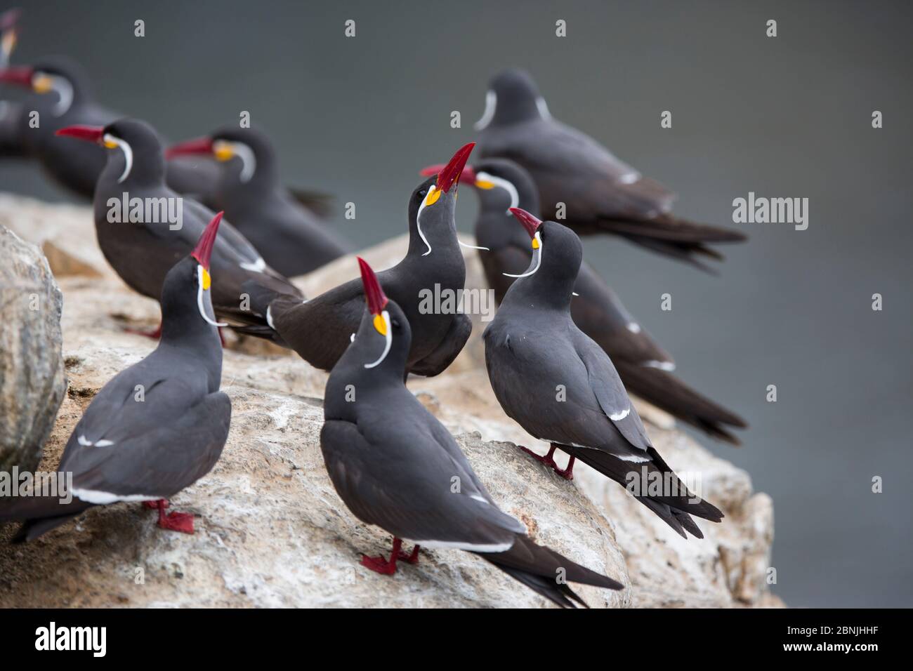 Inca tern (Larosterna inca) male and female pairs in courtship display ...