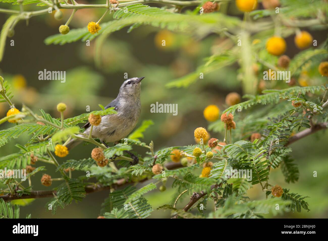 Cinereous conebill (Conirostrum cinereum) San Fernando reserve, Nazca ...