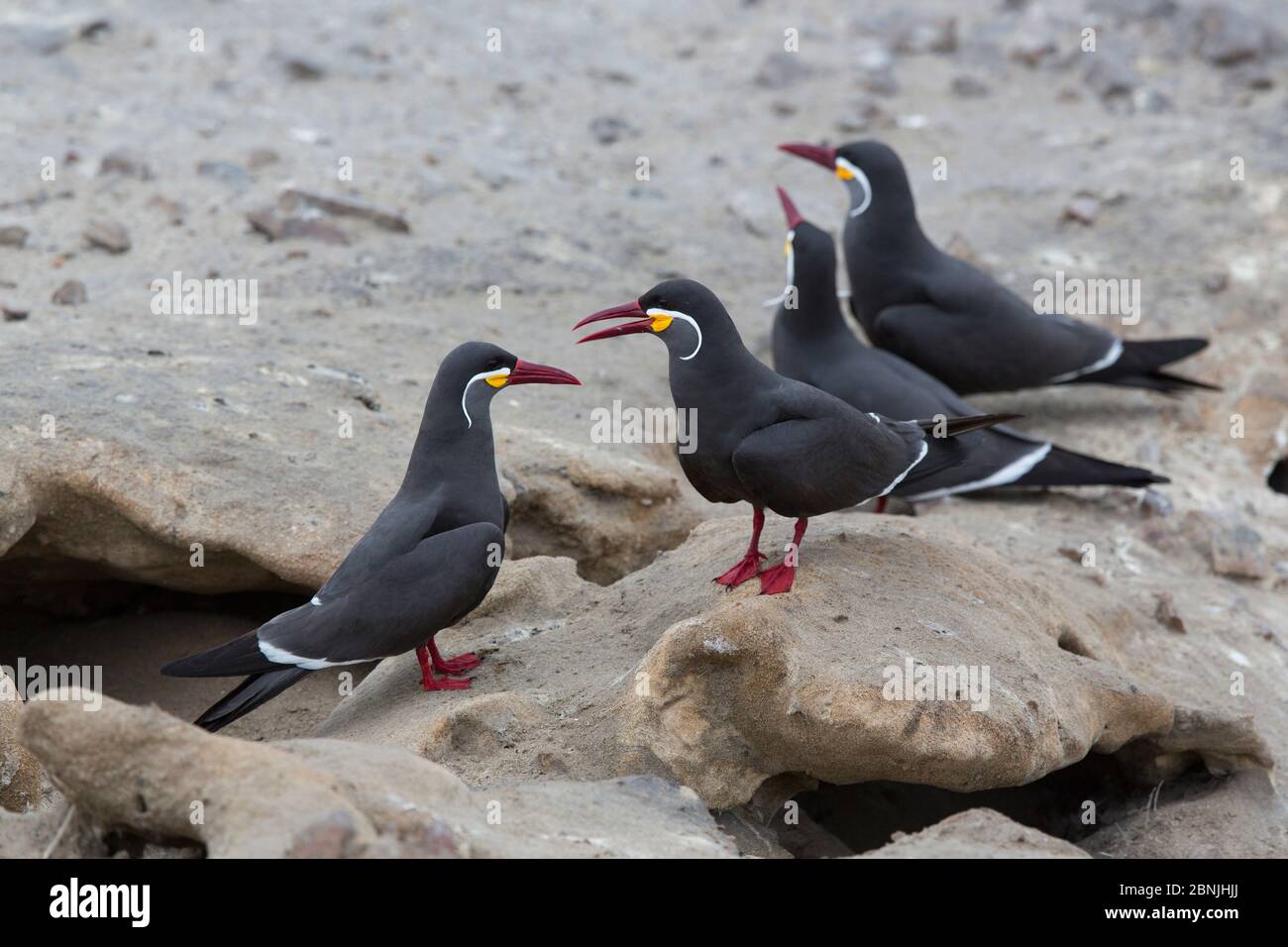 Inca terns (Larosterna inca) courtship behaviour, Punta San Juan, Peru ...