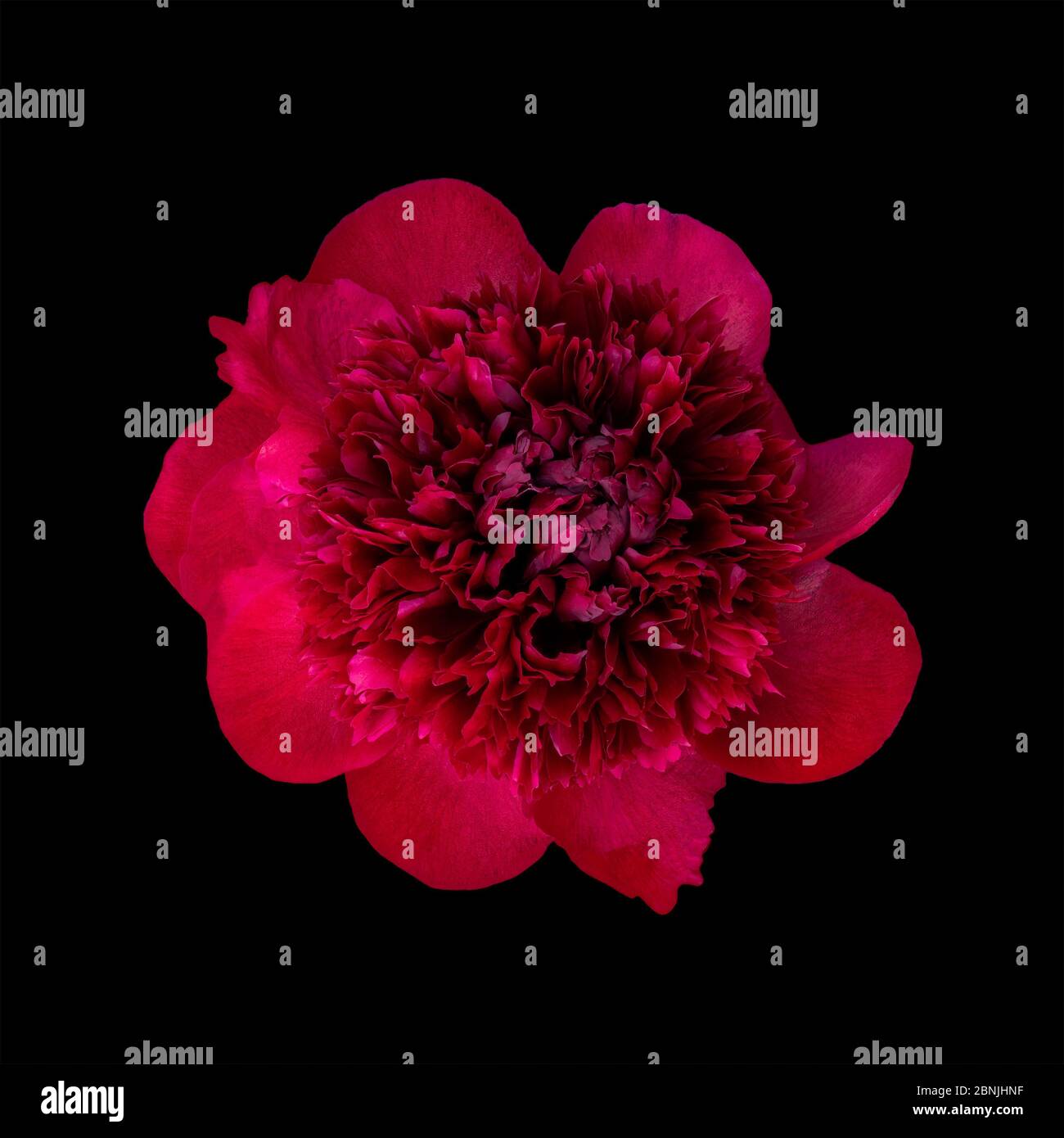 Bold peony hi-res stock photography and images - Alamy