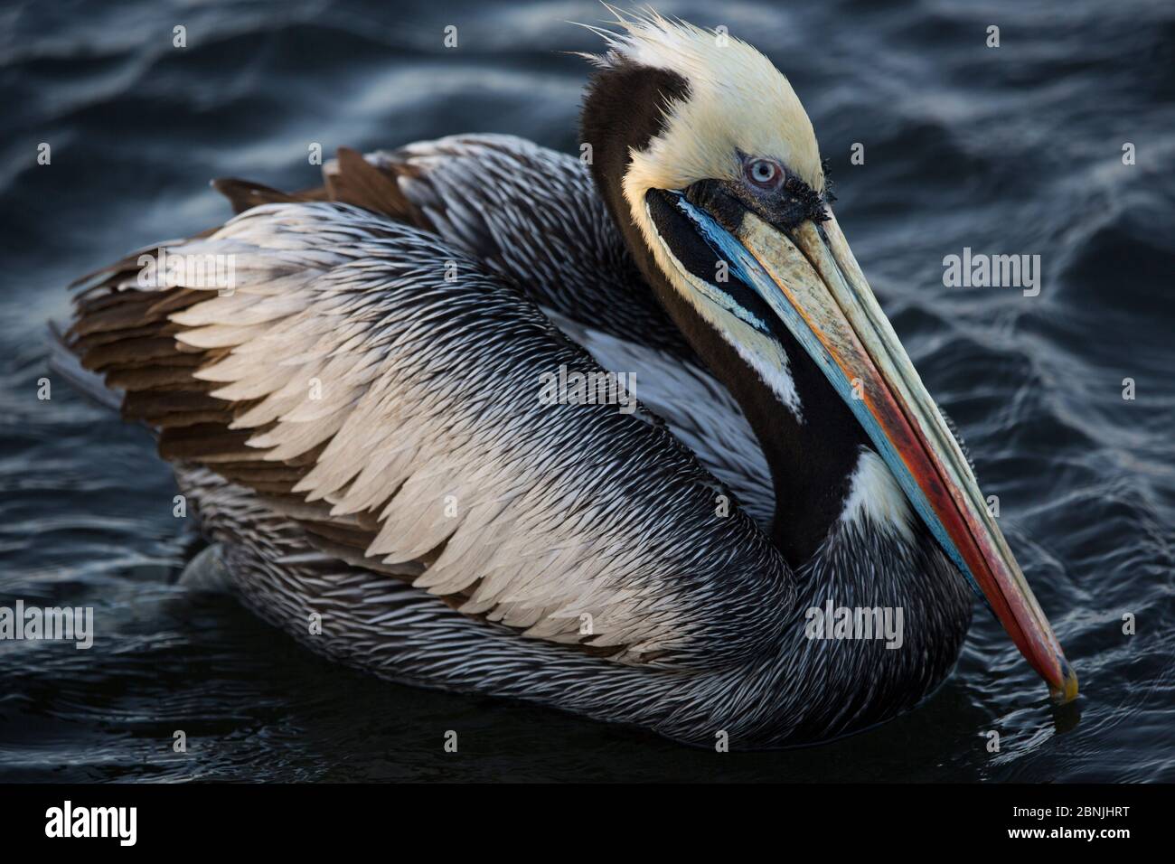 Peruvian pelican (Pelecanus thagus) portrait on water, Peru Stock Photo ...