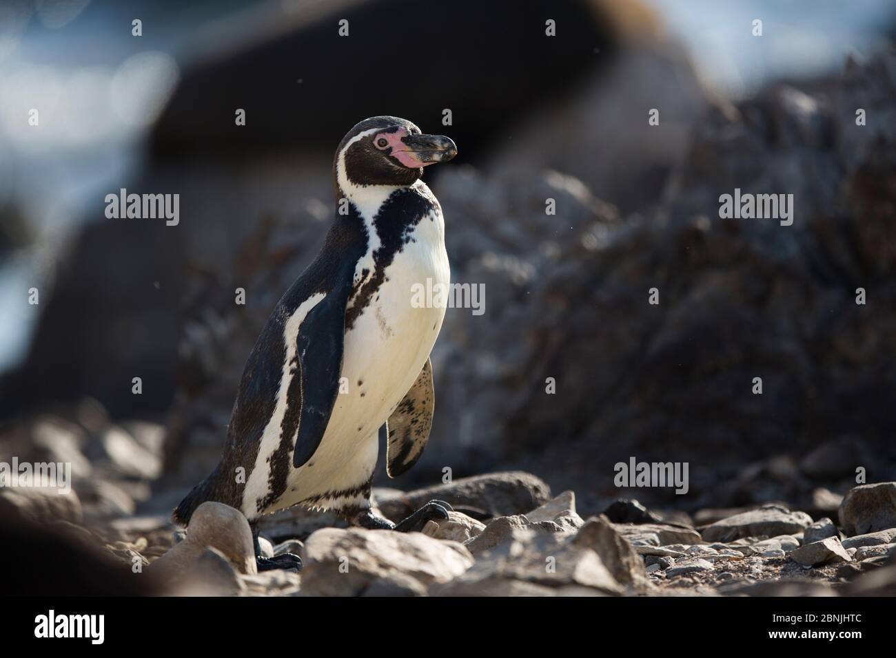 Humboldt penguin profile portrait hi-res stock photography and images ...