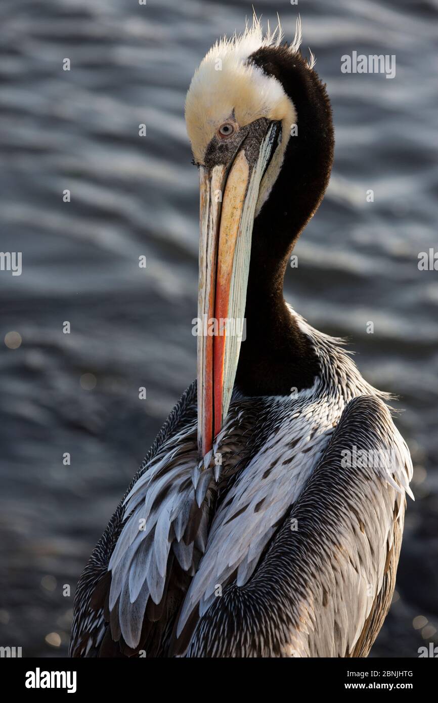 Peruvian pelican (Pelecanus thagus) preening feathers, Peru Stock Photo ...