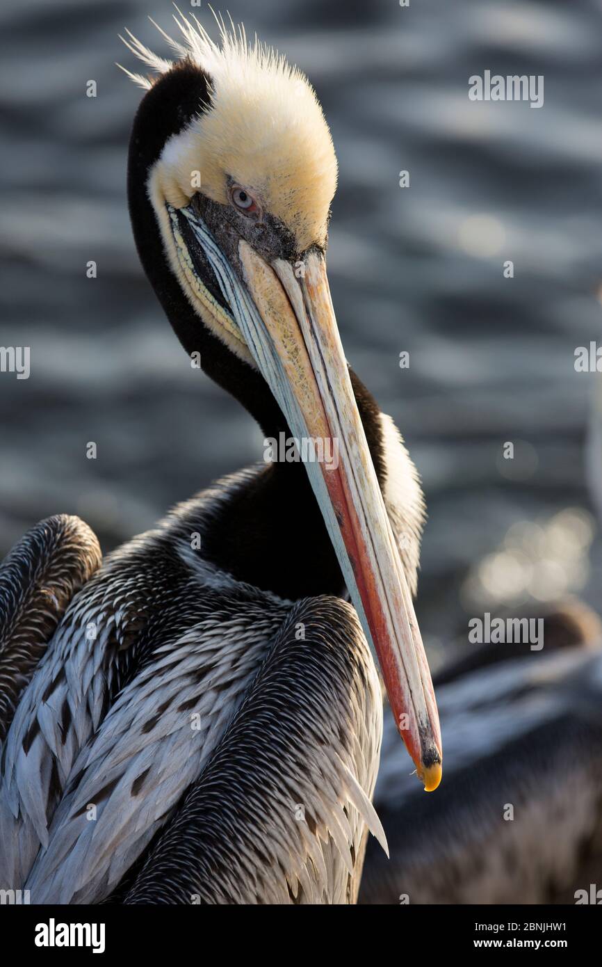 Peruvian pelican (Pelecanus thagus) preening feathers, Peru Stock Photo ...