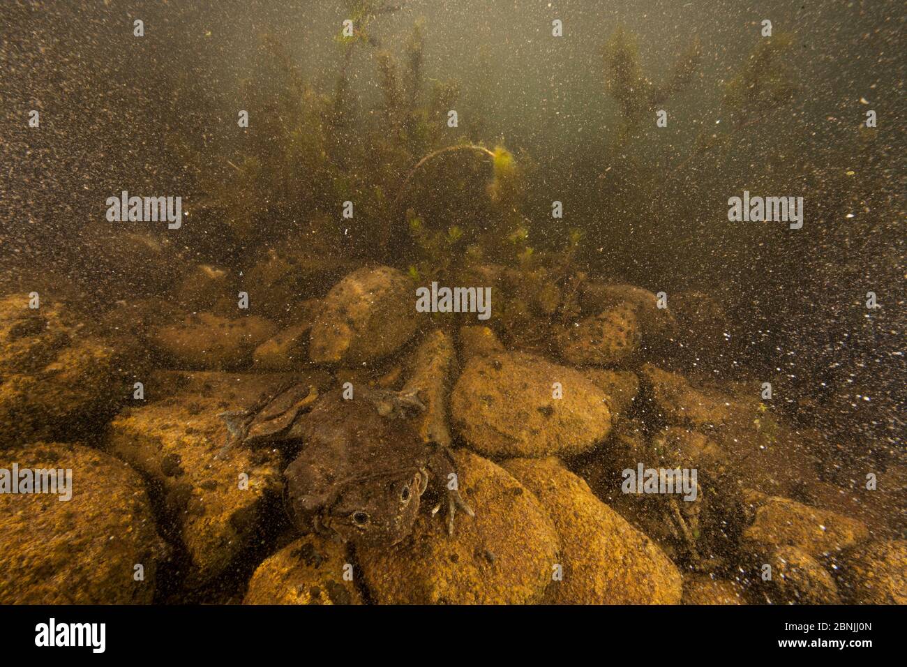 Lake Titicaca frog (Telmatobius culeus) underwater in Lake Titicaca ...