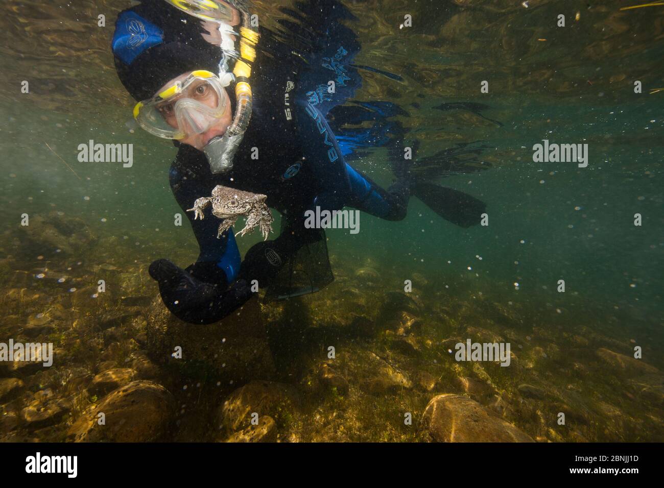 Lake Titicaca frog (Telmatobius culeus) with biologist Arthuro Nunoz ...
