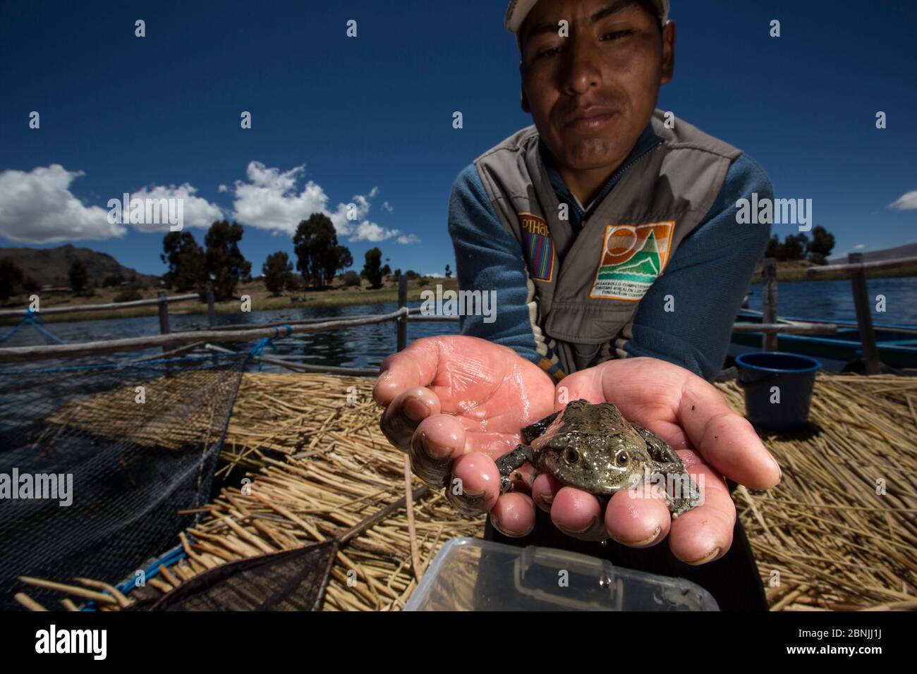 Titicaca frog hi-res stock photography and images - Alamy