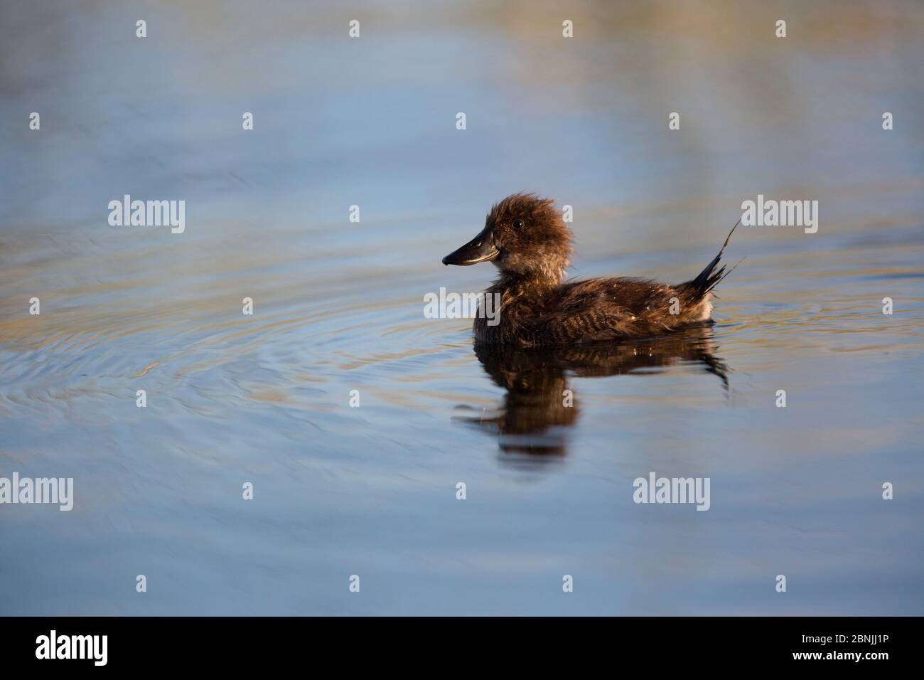 Ruddy duck (Oxyura jamaicensis) juvenile on Lake Titicaca, Bolivia ...