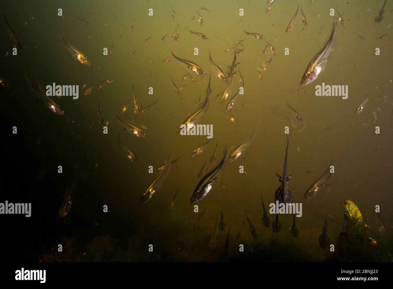 Xenopus laevis tadpoles hi-res stock photography and images - Alamy