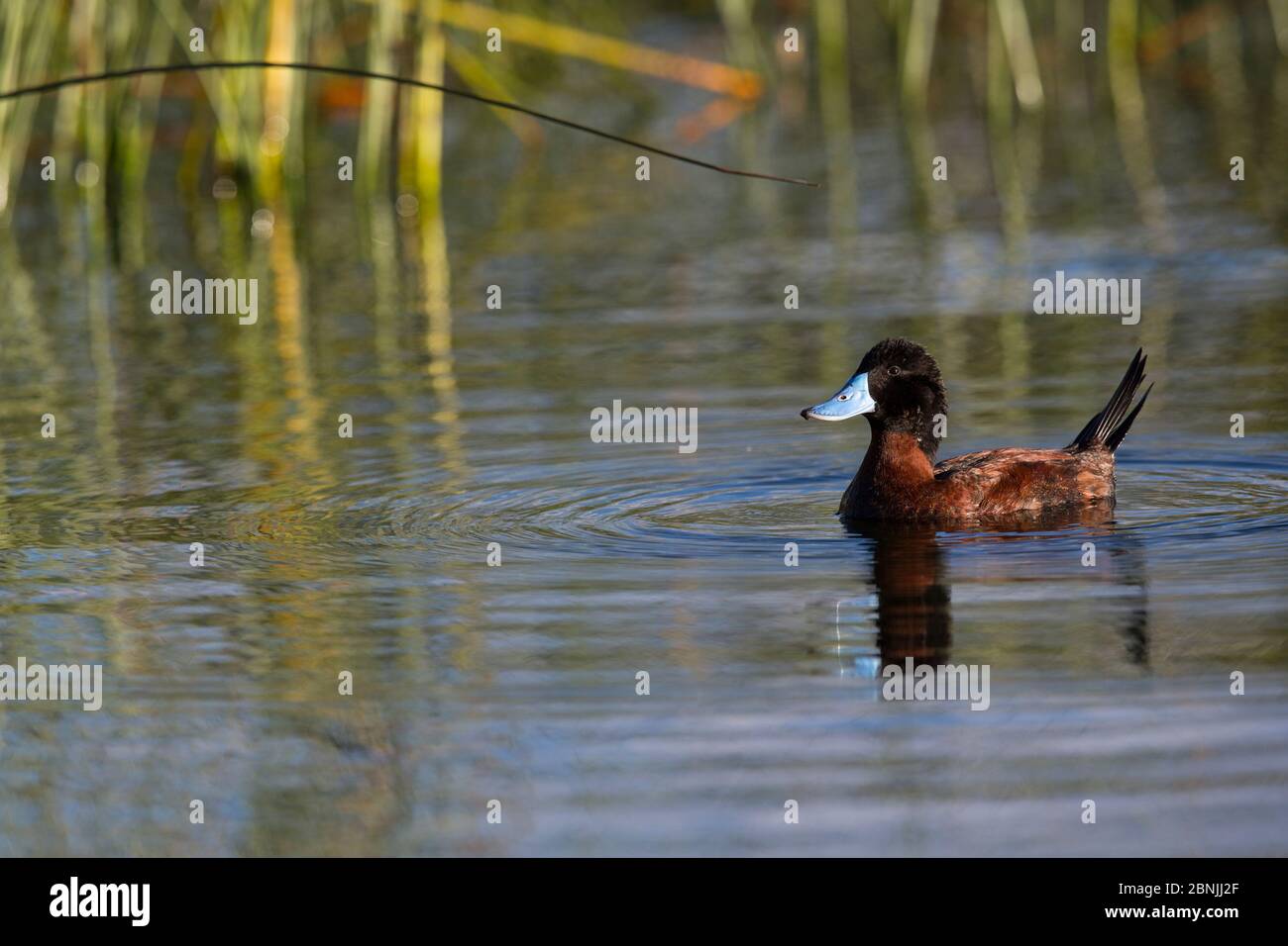 Ruddy duck (Oxyura jamaicensis) male drake on Lake Titicaca, Bolivia ...