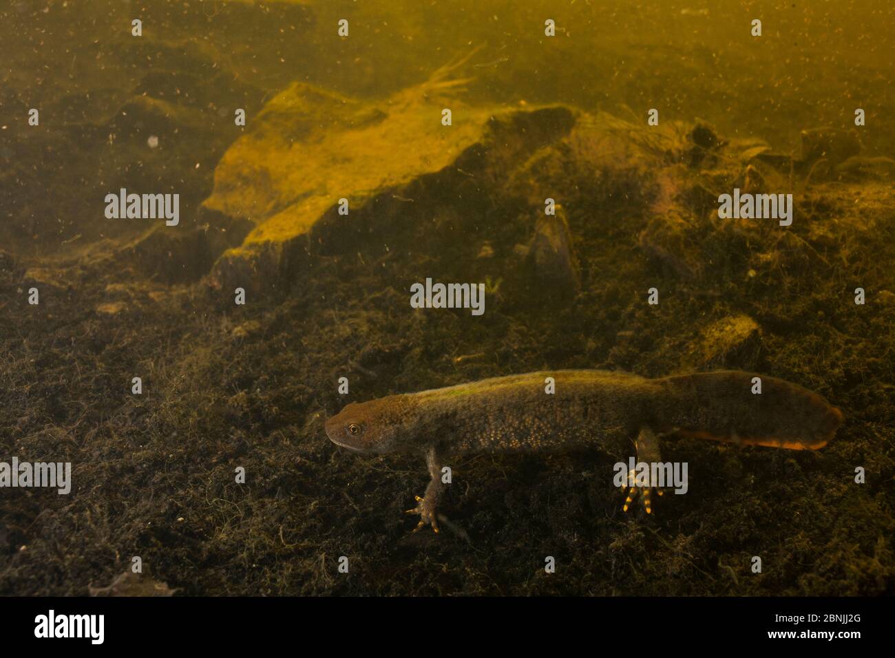 Great crested newt (Triturus cristatus) female on the bottom of a pond ...