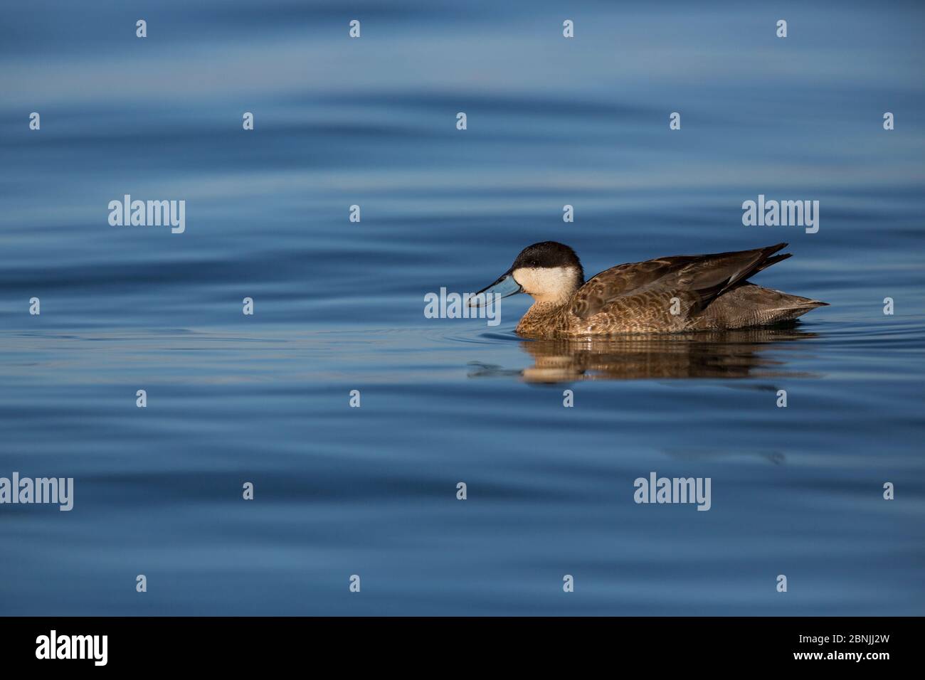 Puna teal anas puna hi-res stock photography and images - Alamy