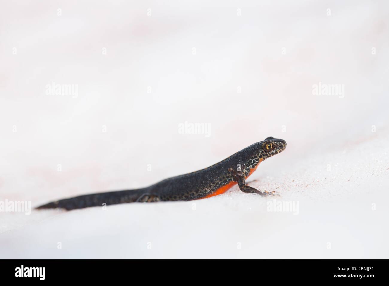 Newt Mating High Resolution Stock Photography and Images - Alamy