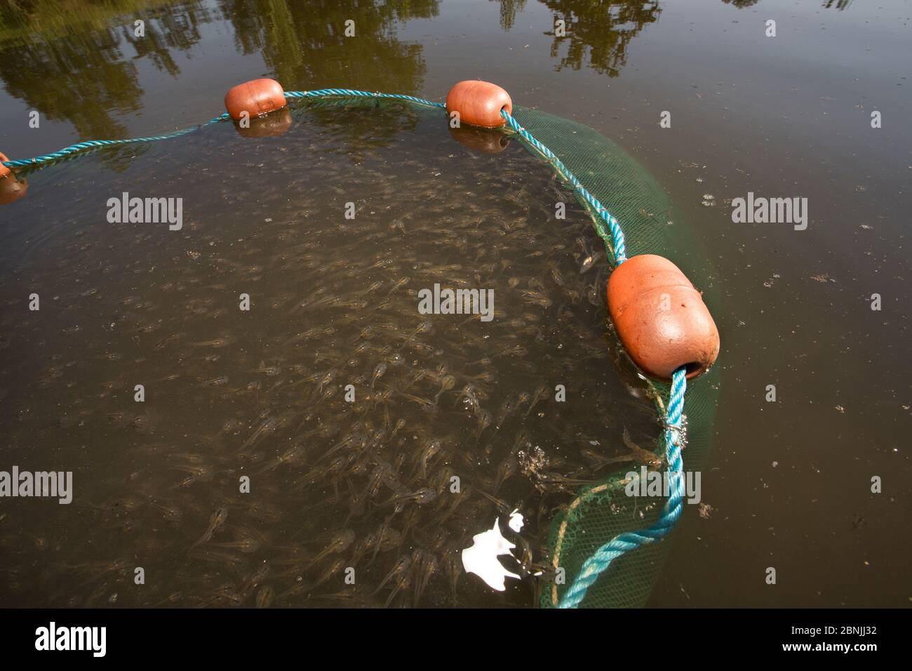 African clawed frog (Xenopus laevis) introduced accidentally in France ...