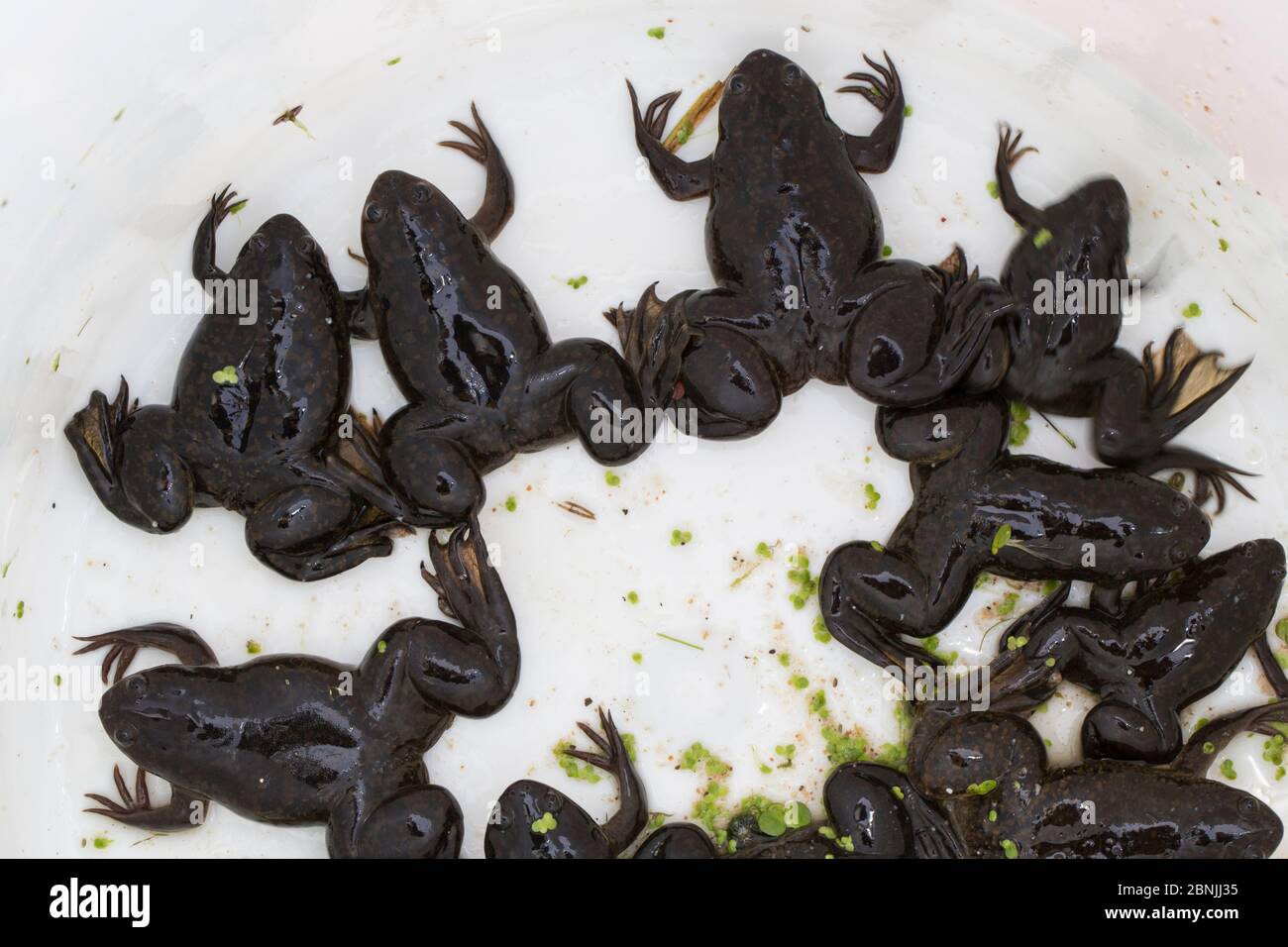 African clawed frog hi-res stock photography and images - Alamy