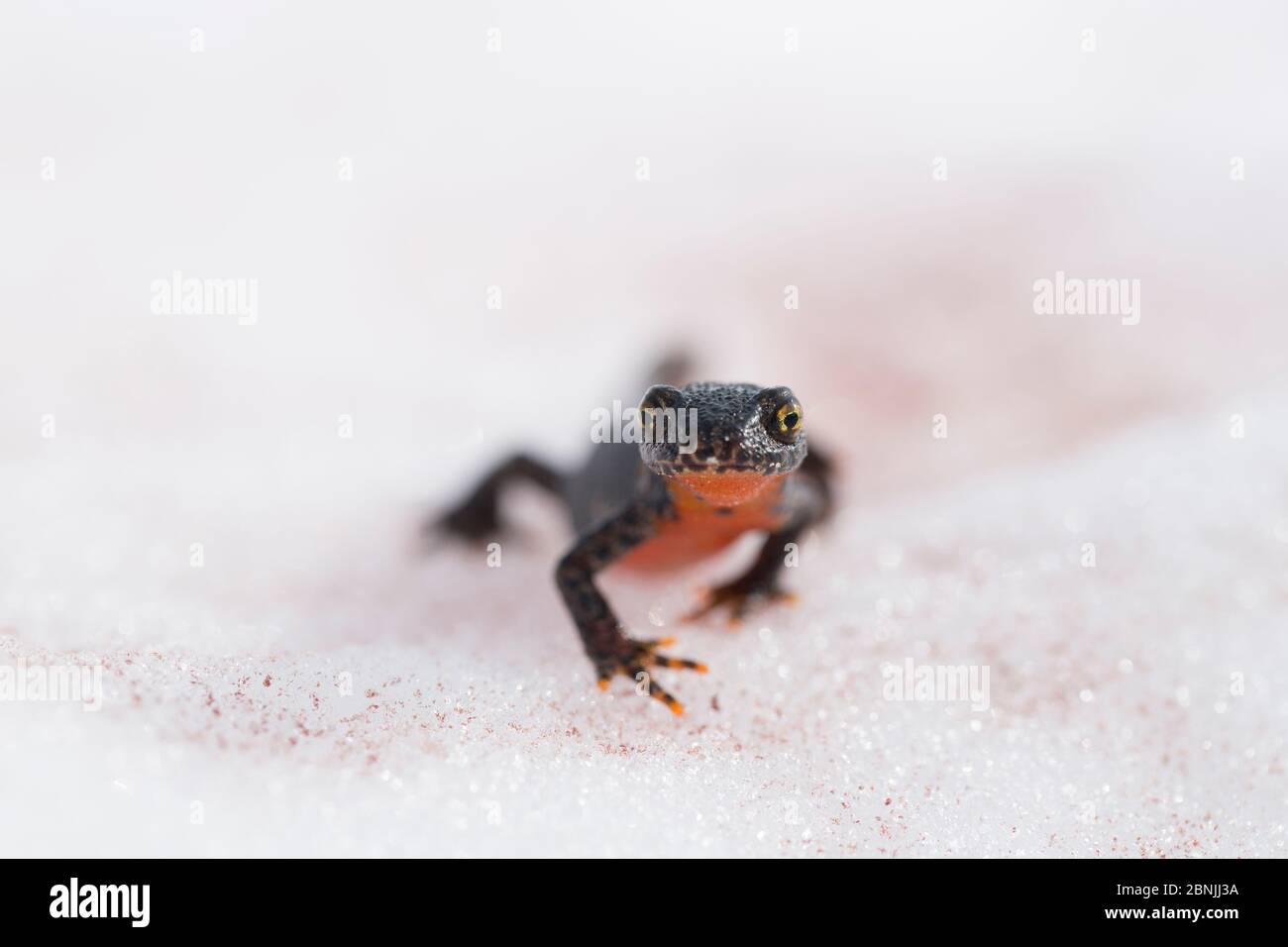 Alpine newt (Ichthyosaura alpestris) walking to pond in breeding season ...