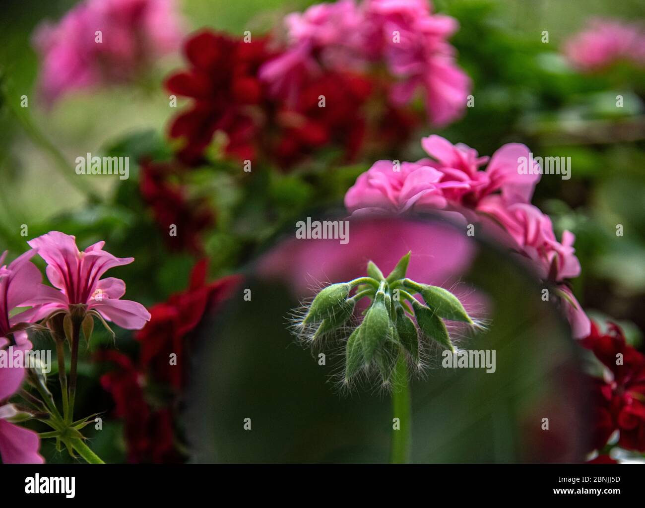 water droplets on geranium flowers in flowerpot Stock Photo - Alamy