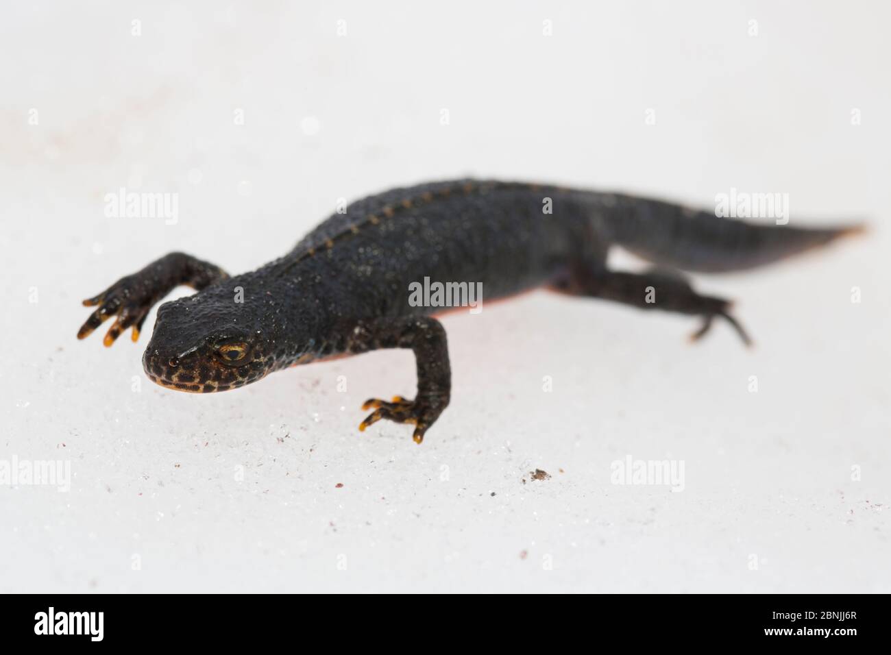 Alpine newt (Ichthyosaura alpestris) walking to pond in breeding season ...
