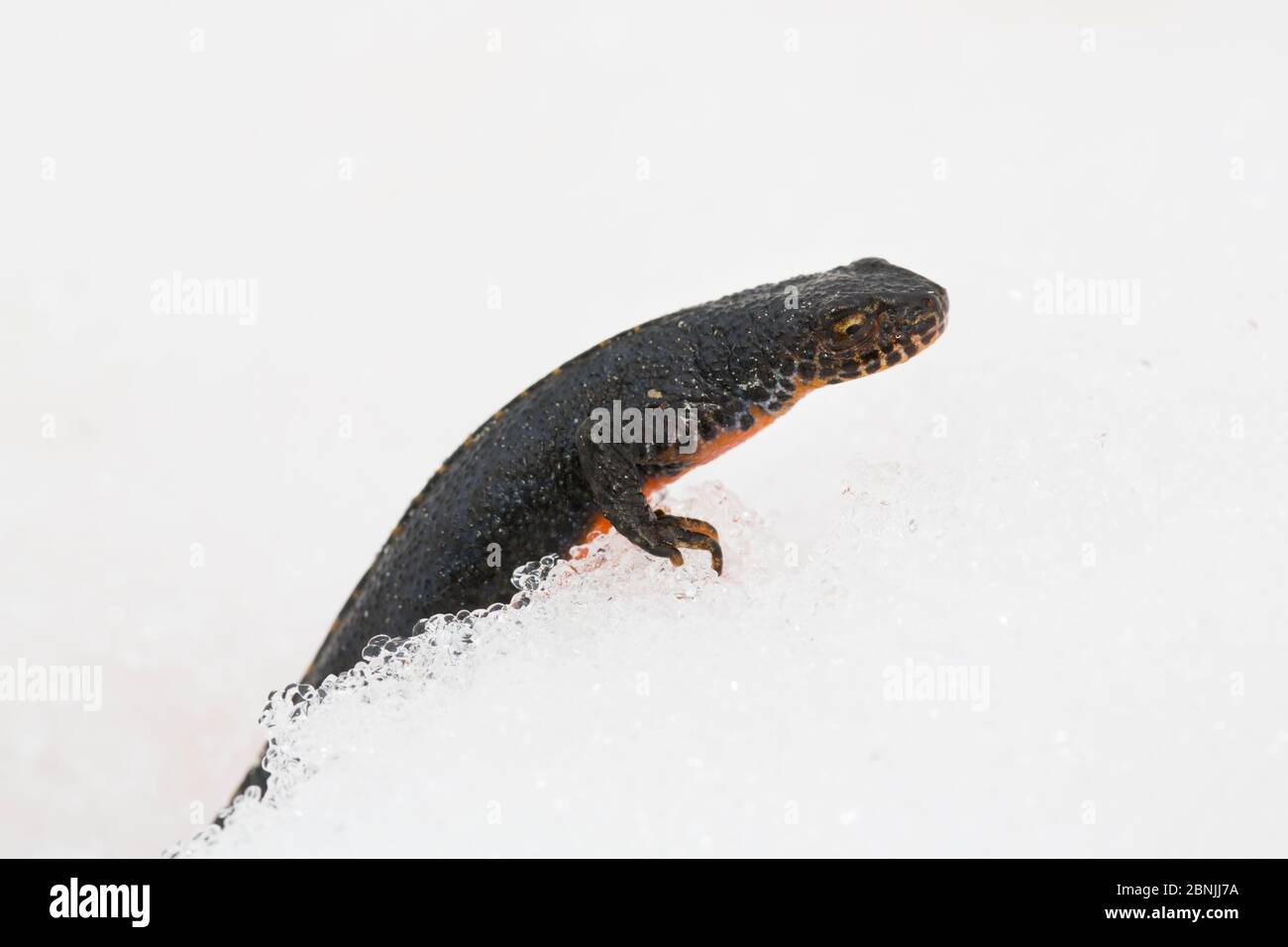 Alpine newt (Ichthyosaura alpestris) walking to pond in breeding season ...