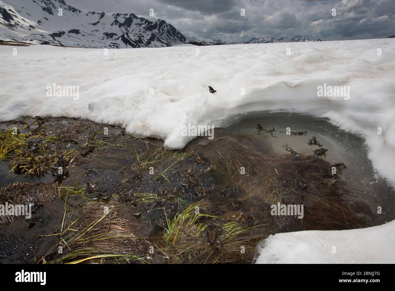 Common frog (Rana temporaria) looking down on mass of frogs in breeding ...