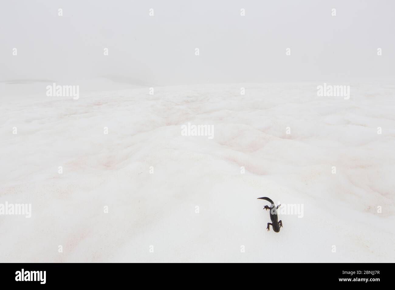 Breeding for size hi-res stock photography and images - Alamy