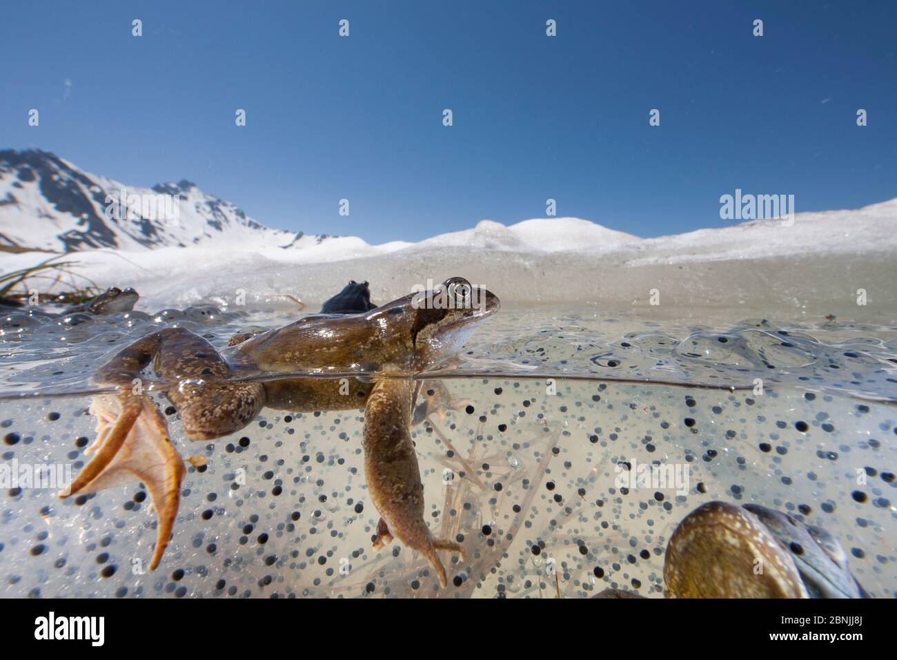 Common frog (Rana temporaria) split level view of frog swimming among ...