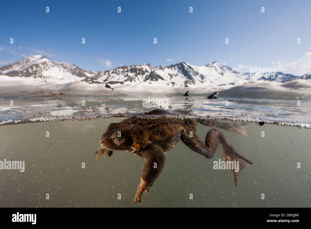 Common frog (Rana temporaria) split level view of frog swimming in pond ...