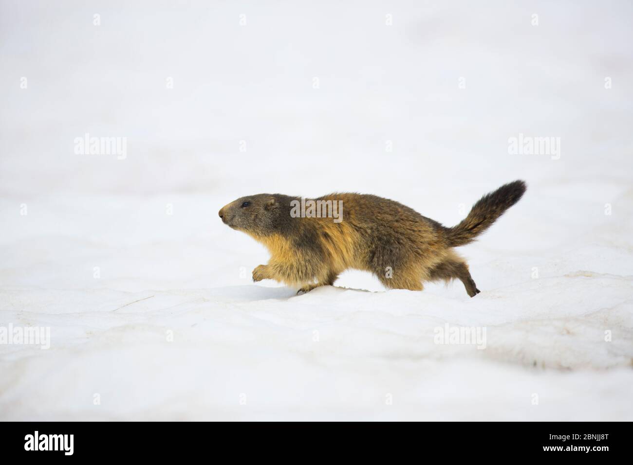 Alpine marmot (Marmota marmota) running over spring snow at 2000m, Alps ...
