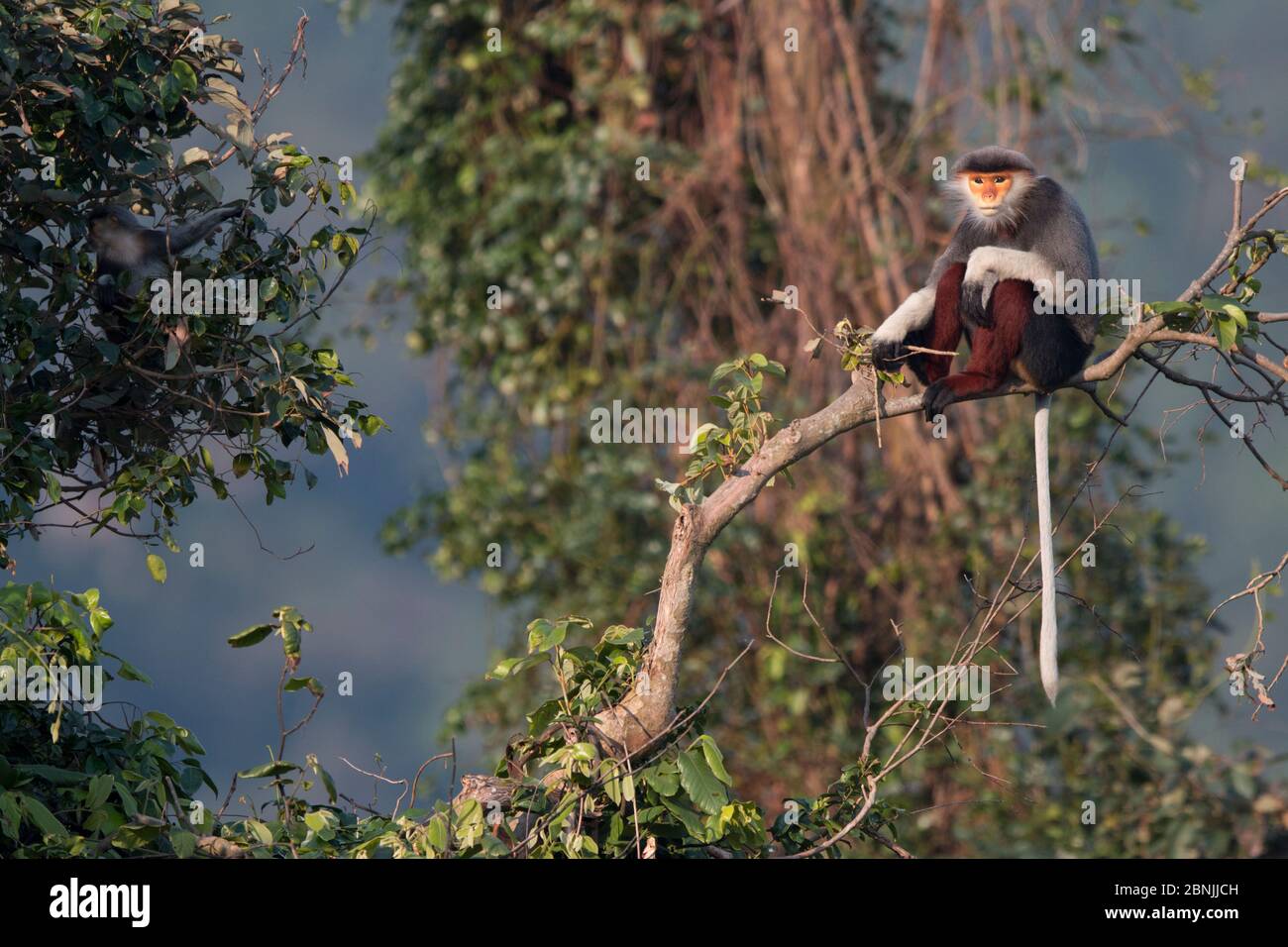 Red-shanked Douc langur (Pygathrix nemaeus) adult male sitting on ...