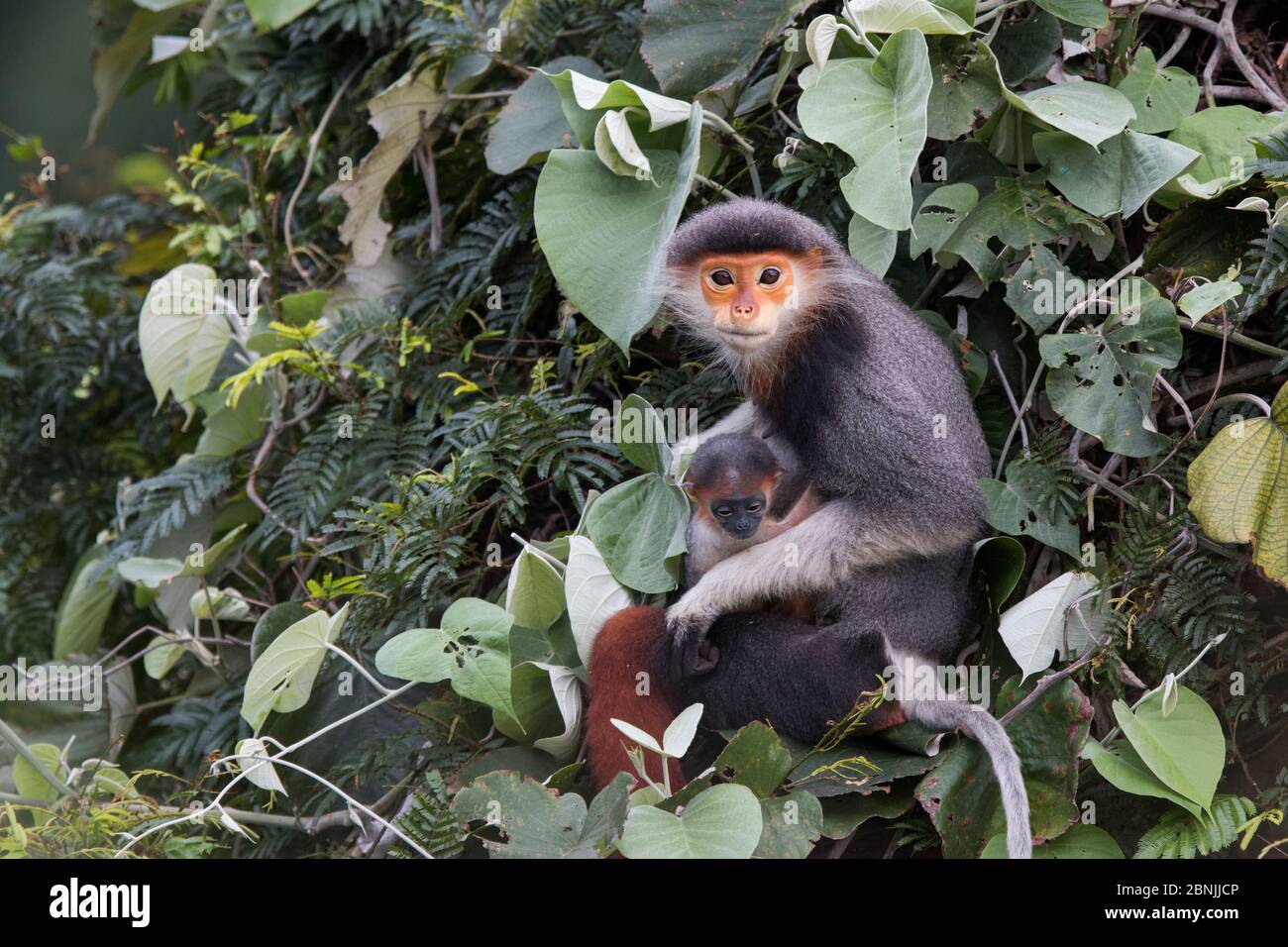 Red-shanked Douc langur (Pygathrix nemaeus) adult female with newborn ...