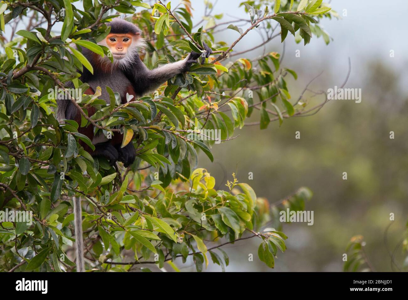 Red-shanked Douc langur (Pygathrix nemaeus) adult female in canopy ...