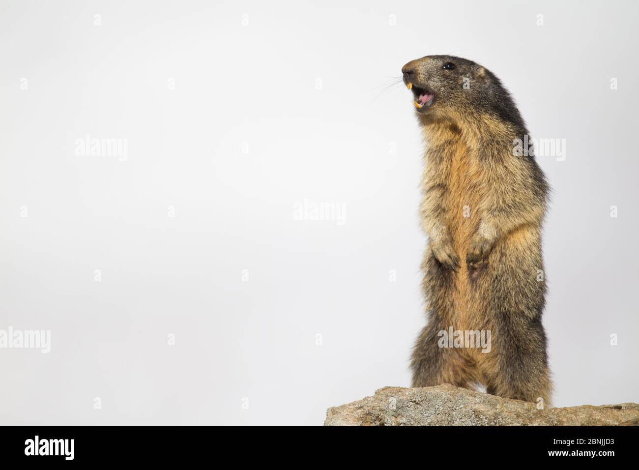 Alpine marmot (Marmota marmota) standing on hind legs and giving alarm ...