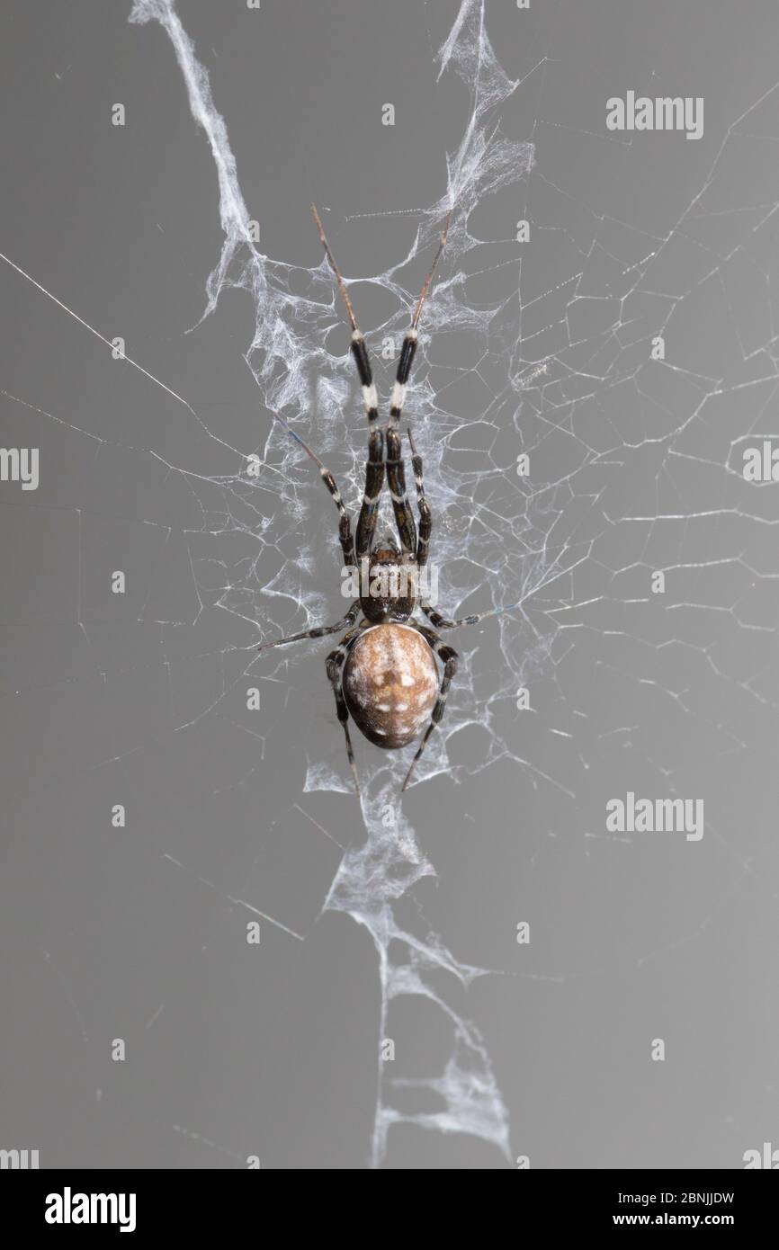 Feather legged spider(Uloborus glomosus) Florida, USA. August Stock ...