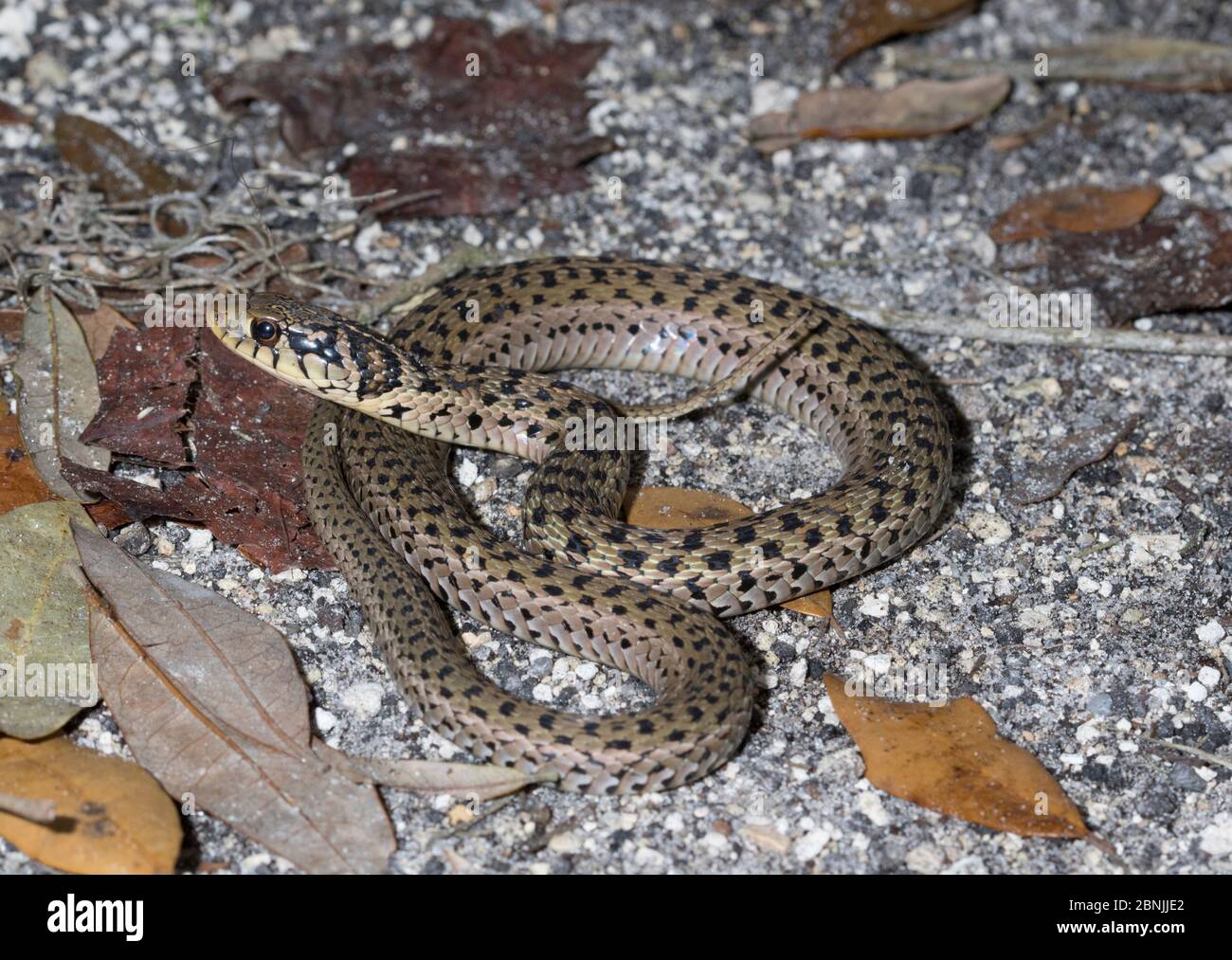 Eastern garter snake (Thamnophis sirtalis sirtalis) with unusual ...