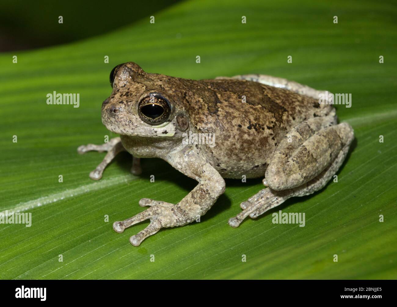 Bird voiced tree-frog(Hyla avivoca) male, North West Florida ...
