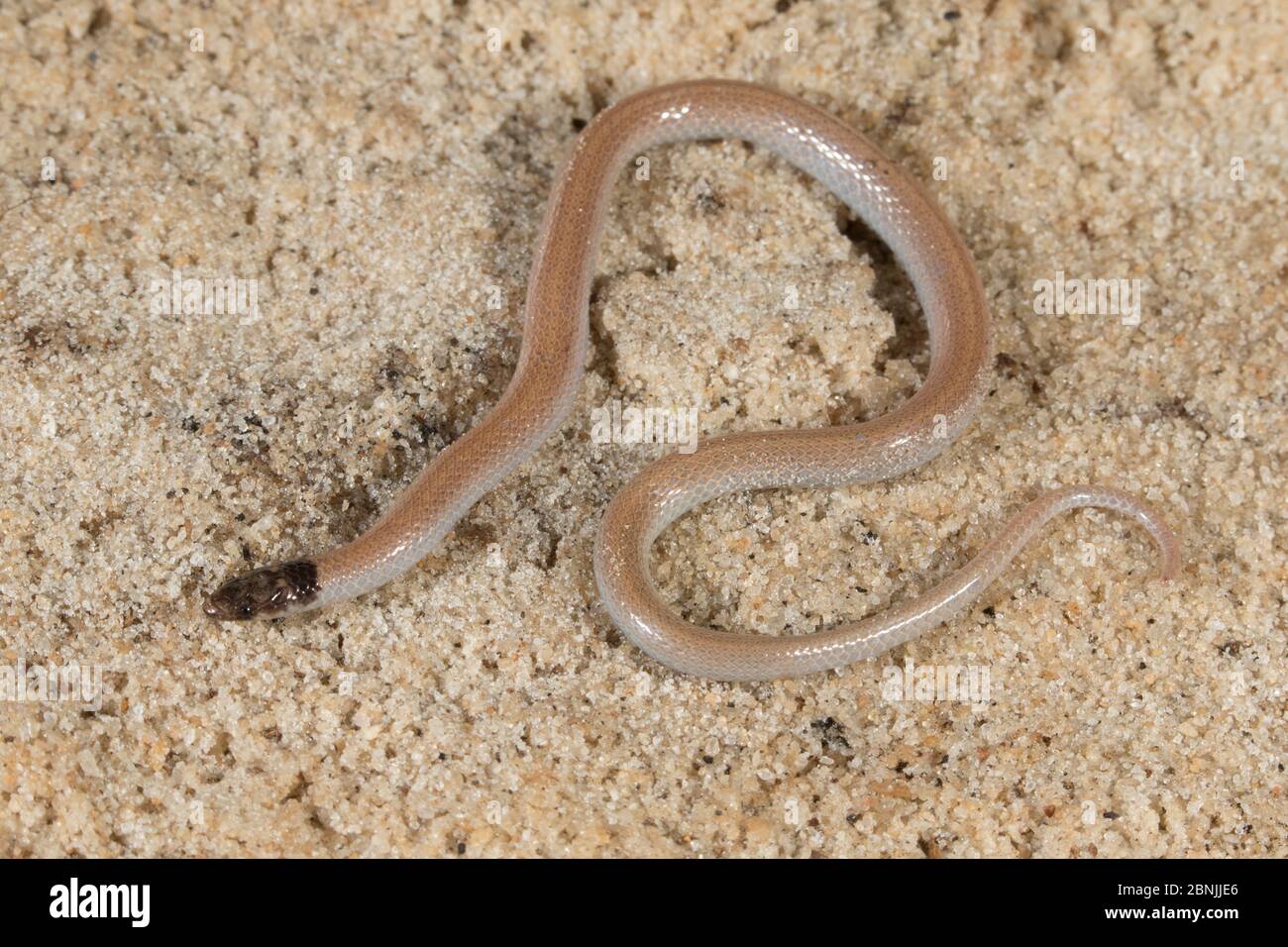 Southeastern Crowned Snake