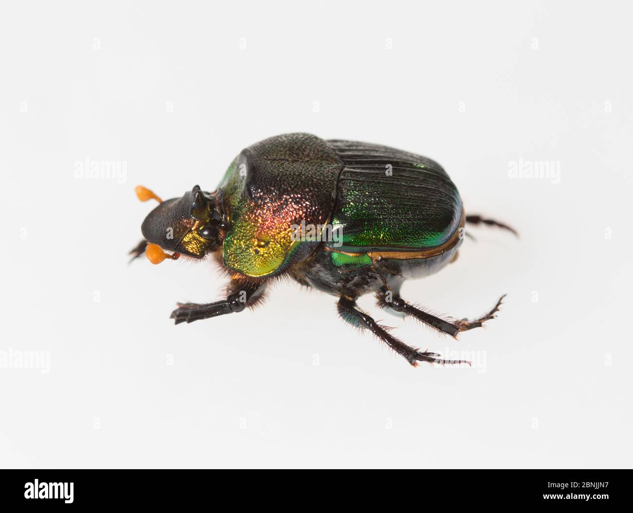 Rainbow scarab (Phanaeus vindex) female on white background. Florida ...