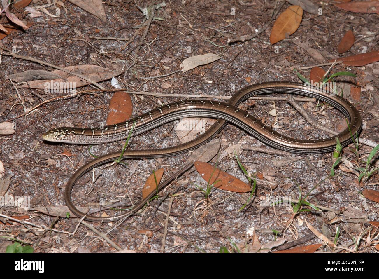 Slender glass lizard (Ophisaurus attenuatus) North Florida, USA, May ...