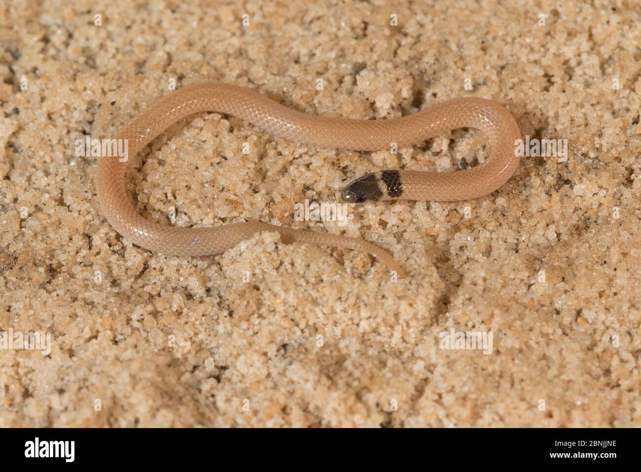 Peninsula crowned snake hi-res stock photography and images - Alamy