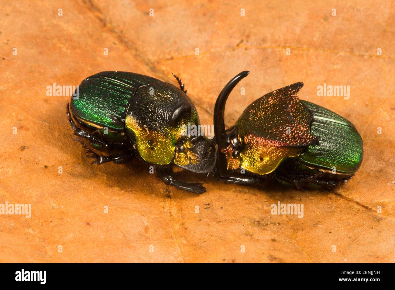 Phanaeus carnifex hi-res stock photography and images - Alamy