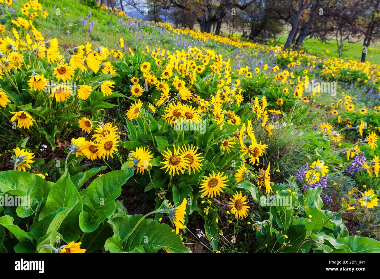 Arrowleaf Balsamroot (Balsamorhiza sagittata) in flower, near Rowena ...