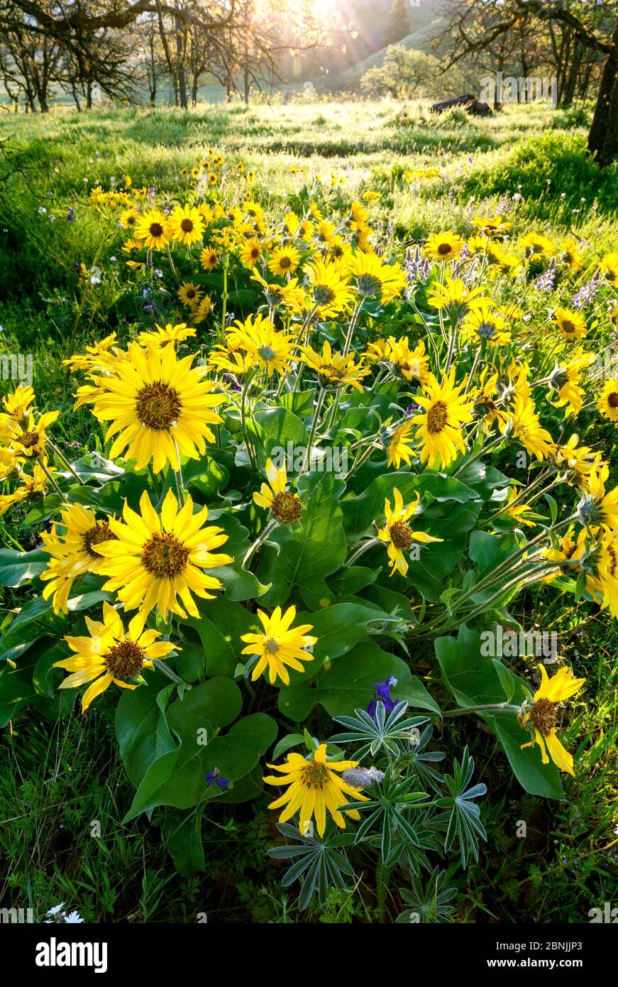 Arrowleaf Balsamroot (Balsamorhiza sagittata) in flower, near Rowena ...