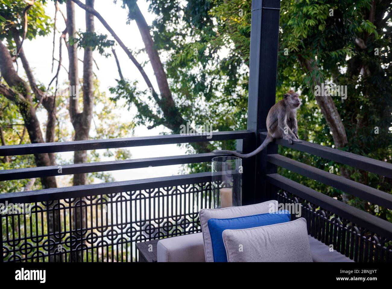 Ile singe hi-res stock photography and images - Alamy