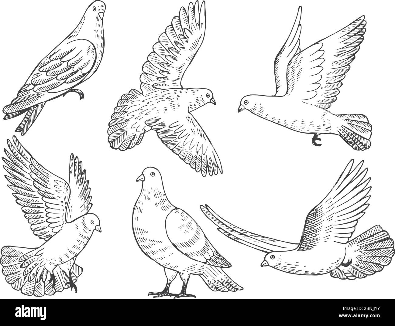 Flying pigeons hand drawn Cut Out Stock Images & Pictures - Alamy