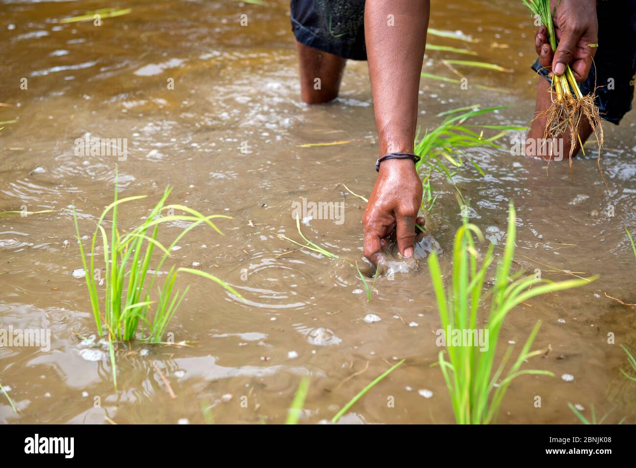 Malaysia,Malaisie,île,Insel,island,Langkawi,Malacca,producteur de riz ...